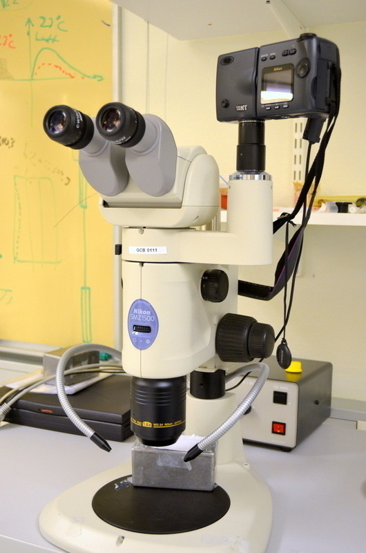 Netauktion - Mikroskop, Nikon SMZ-1500