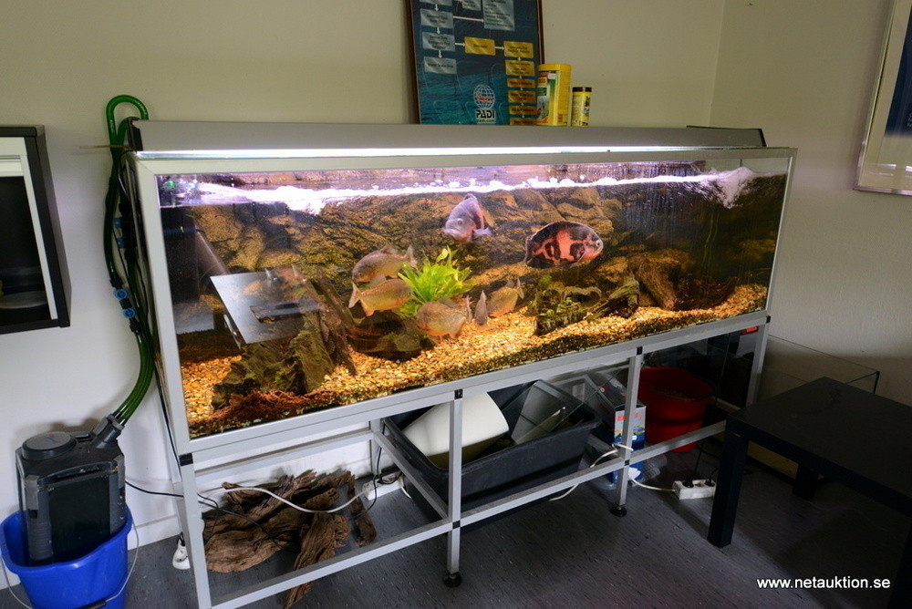 Netauktion - Akvarium med fiskar