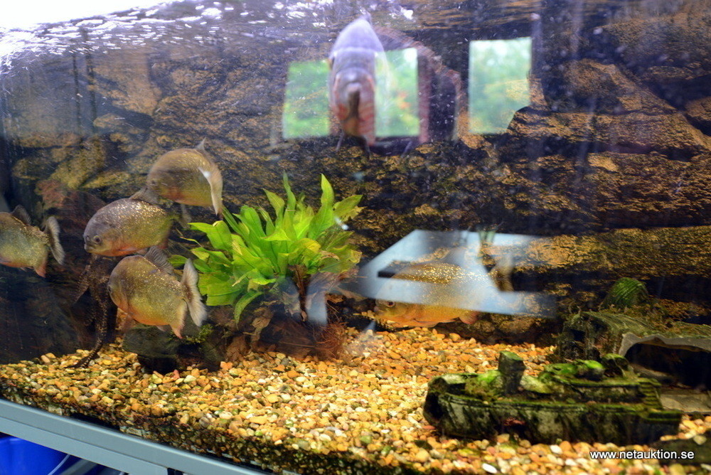 Netauktion - Akvarium med fiskar