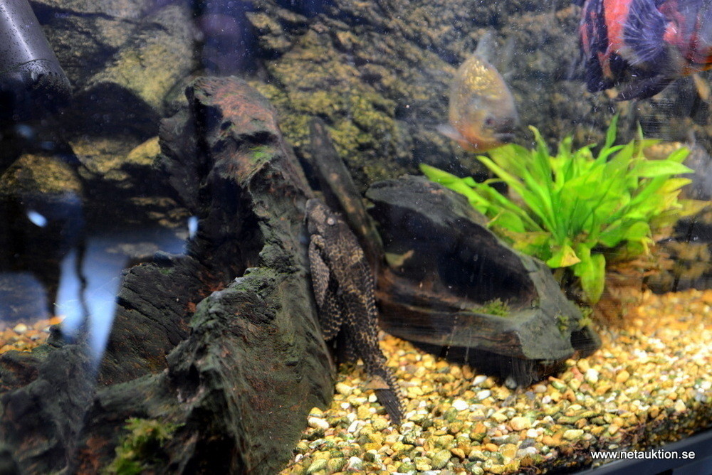 Netauktion - Akvarium med fiskar