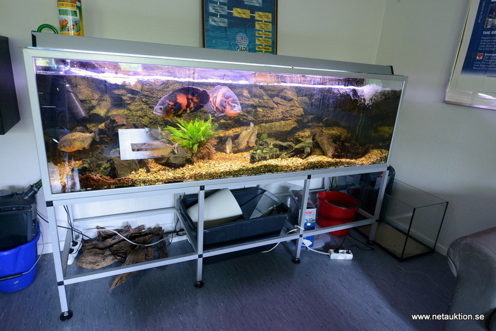 Netauktion - Akvarium med fiskar