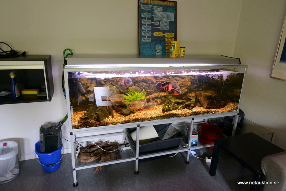 Netauktion - Akvarium med fiskar