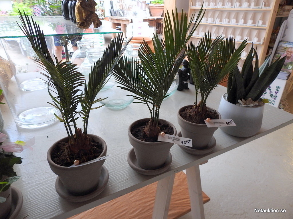 Netauktion - ca 17 mini palm samt blommor