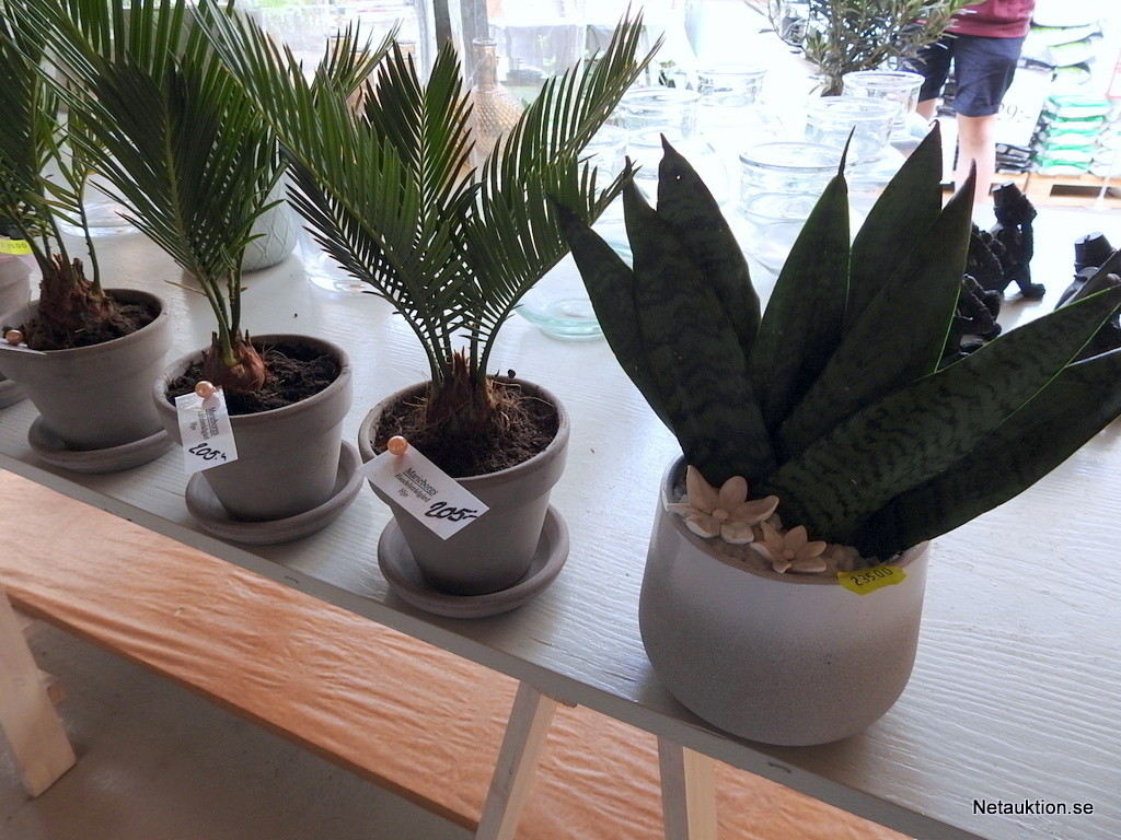 Netauktion - ca 17 mini palm samt blommor